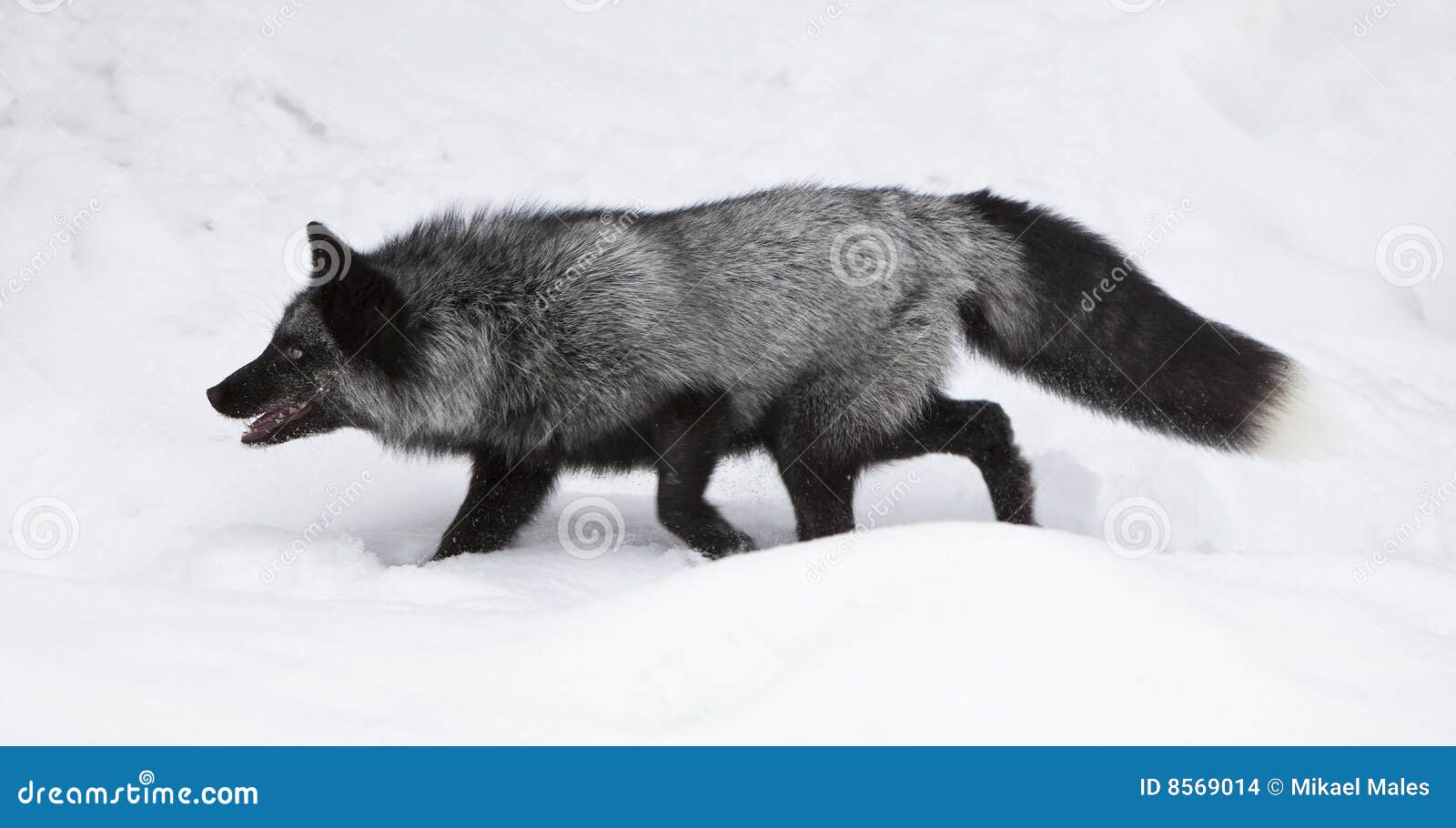 Silver Fox Hunting for Food Stock Photo - Image of tail, mammal: 8569014