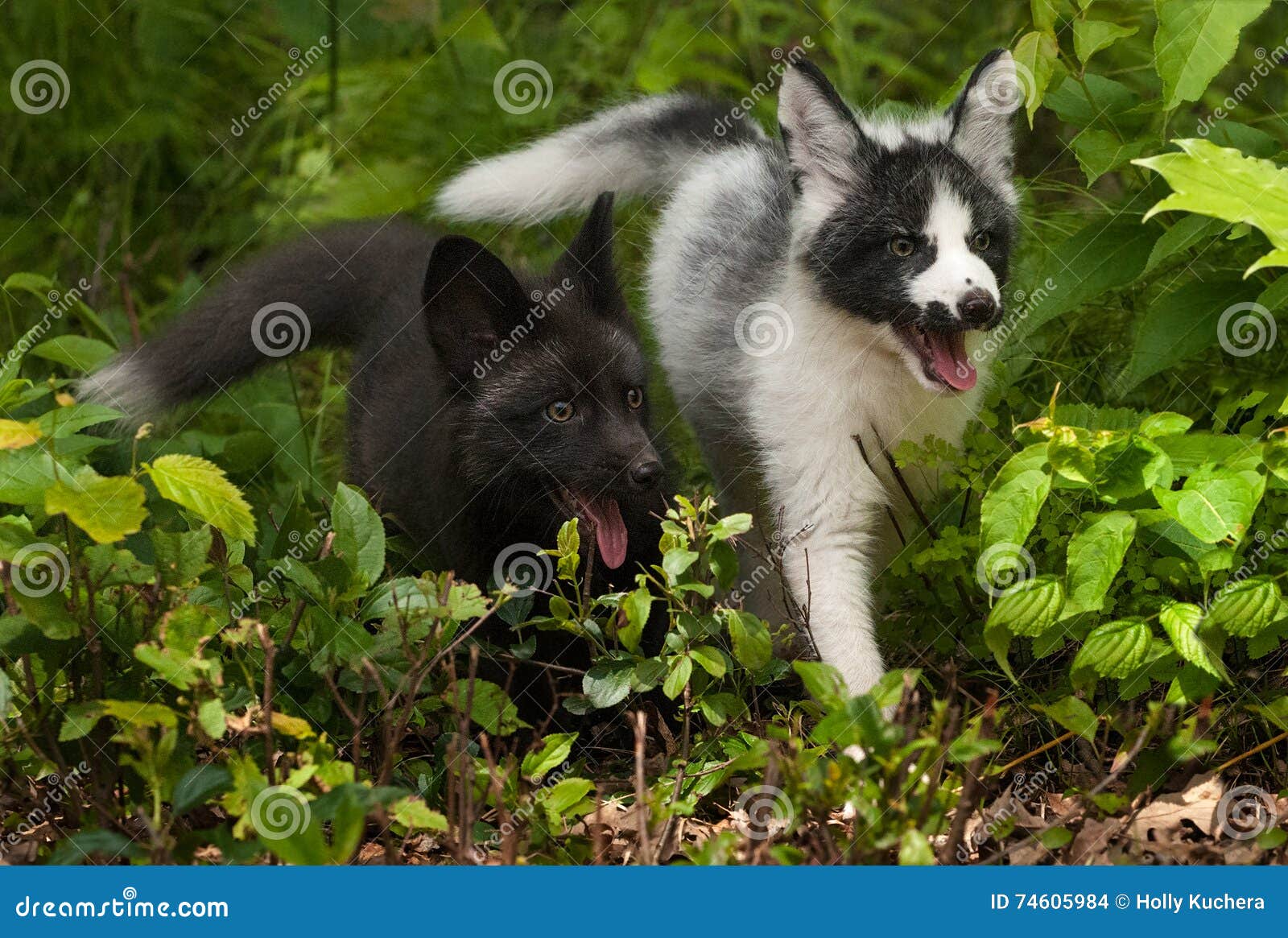 Silver Fox And Marble Fox (Vulpes Vulpes) Royalty-Free Stock Image ...