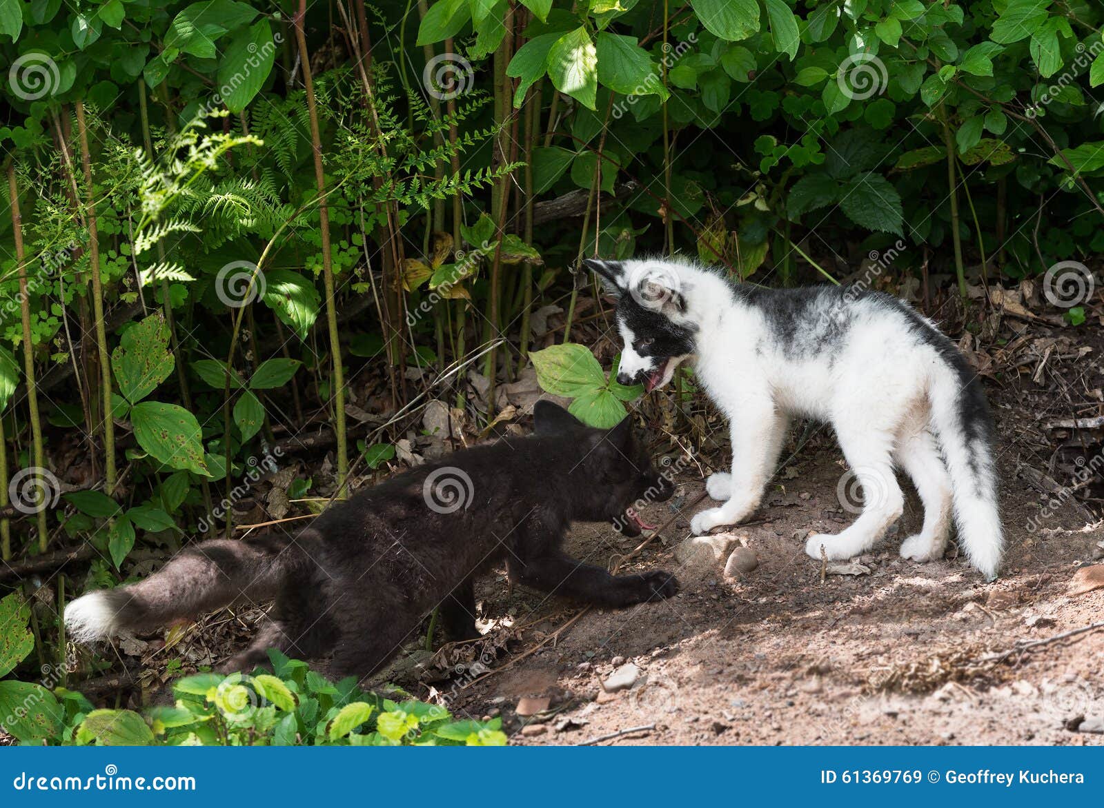 Silver Fox and Marble Fox (Vulpes Vulpes) Play at Densite Stock Image ...