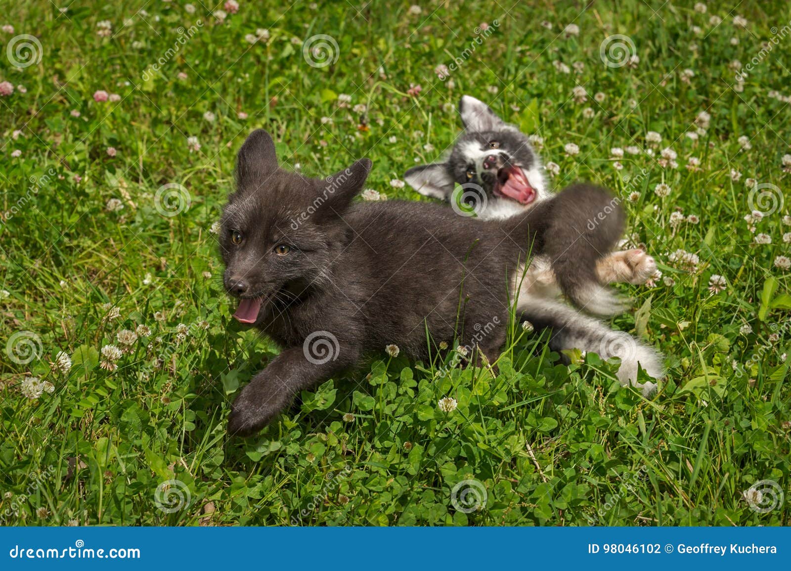 Silver Fox and Marble Fox Vulpes Vulpes Playing Stock Photo - Image of ...