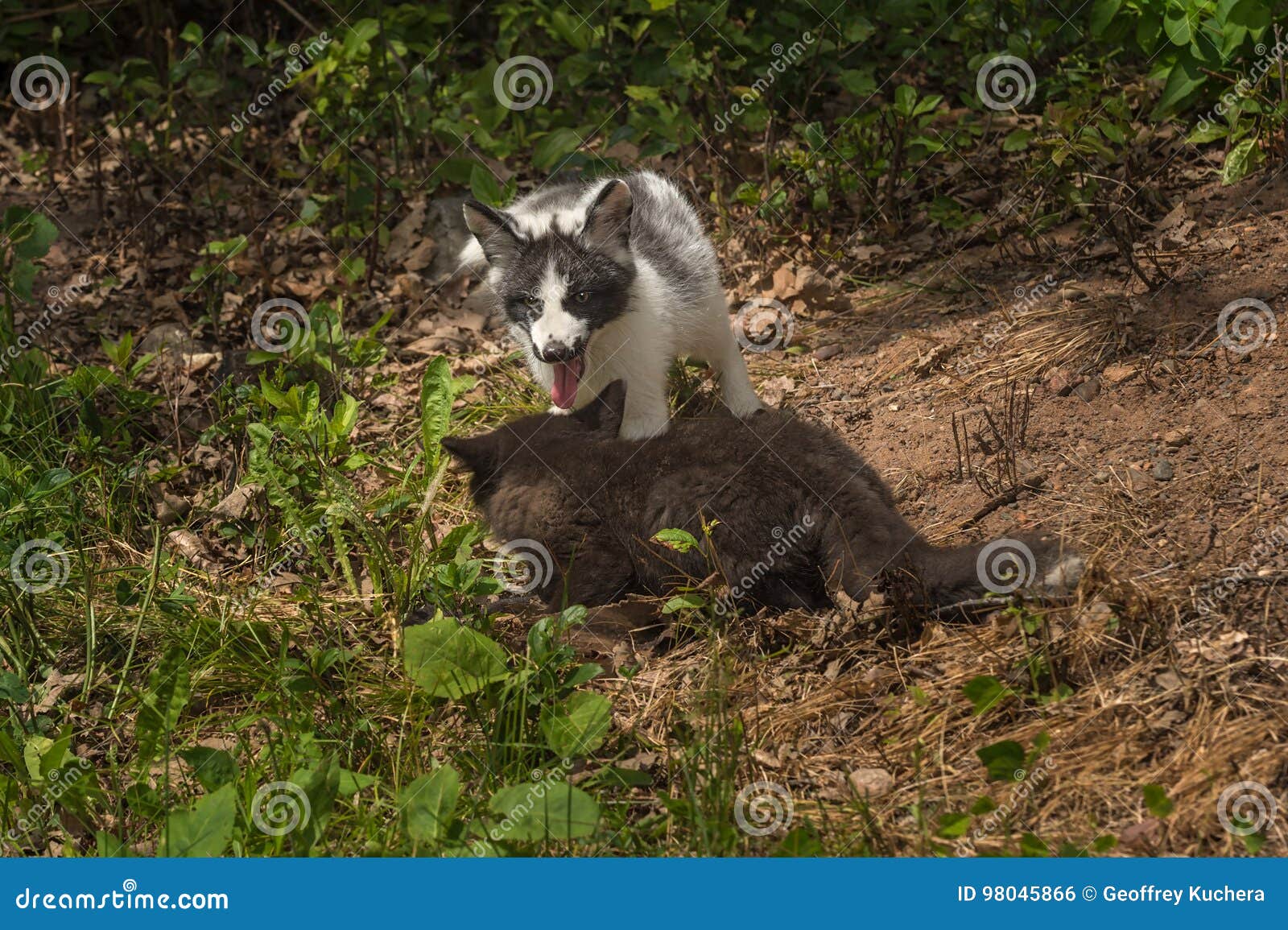 Silver Fox And Marble Fox Vulpes Vulpes Standoff Royalty-Free Stock ...