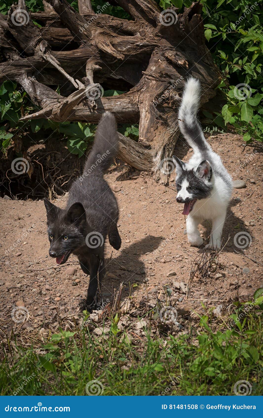 Silver Fox And Marble Fox Vulpes Vulpes Tails Up Stock Photography ...