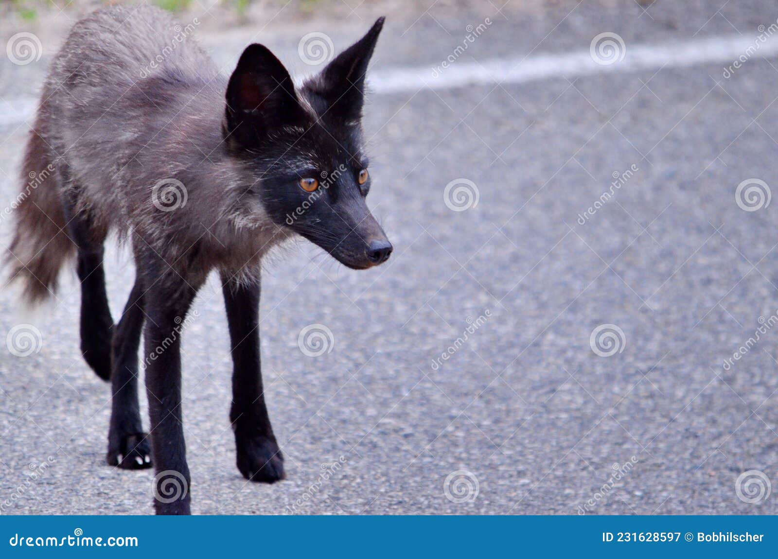 Silver Fox, a Melanistic Variety of Red Fox Stock Image - Image of ...