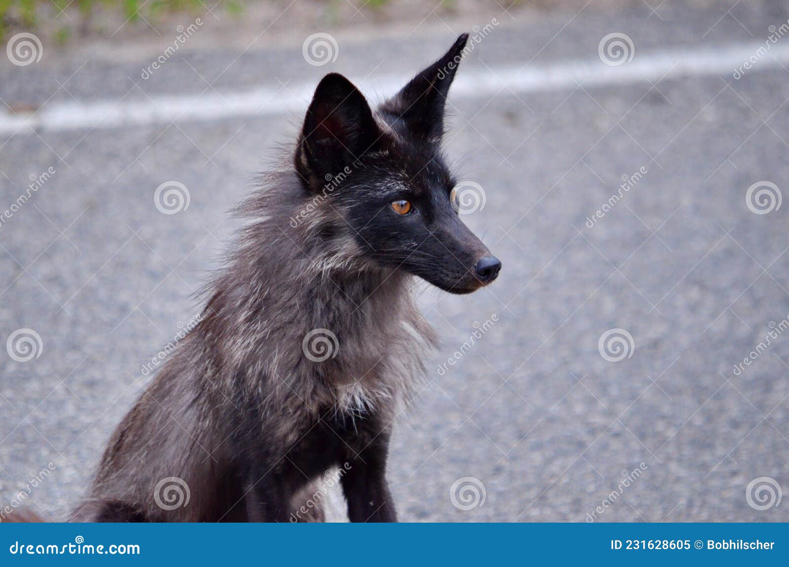 Silver Fox, a Melanistic Variety of Red Fox Stock Image - Image of ...