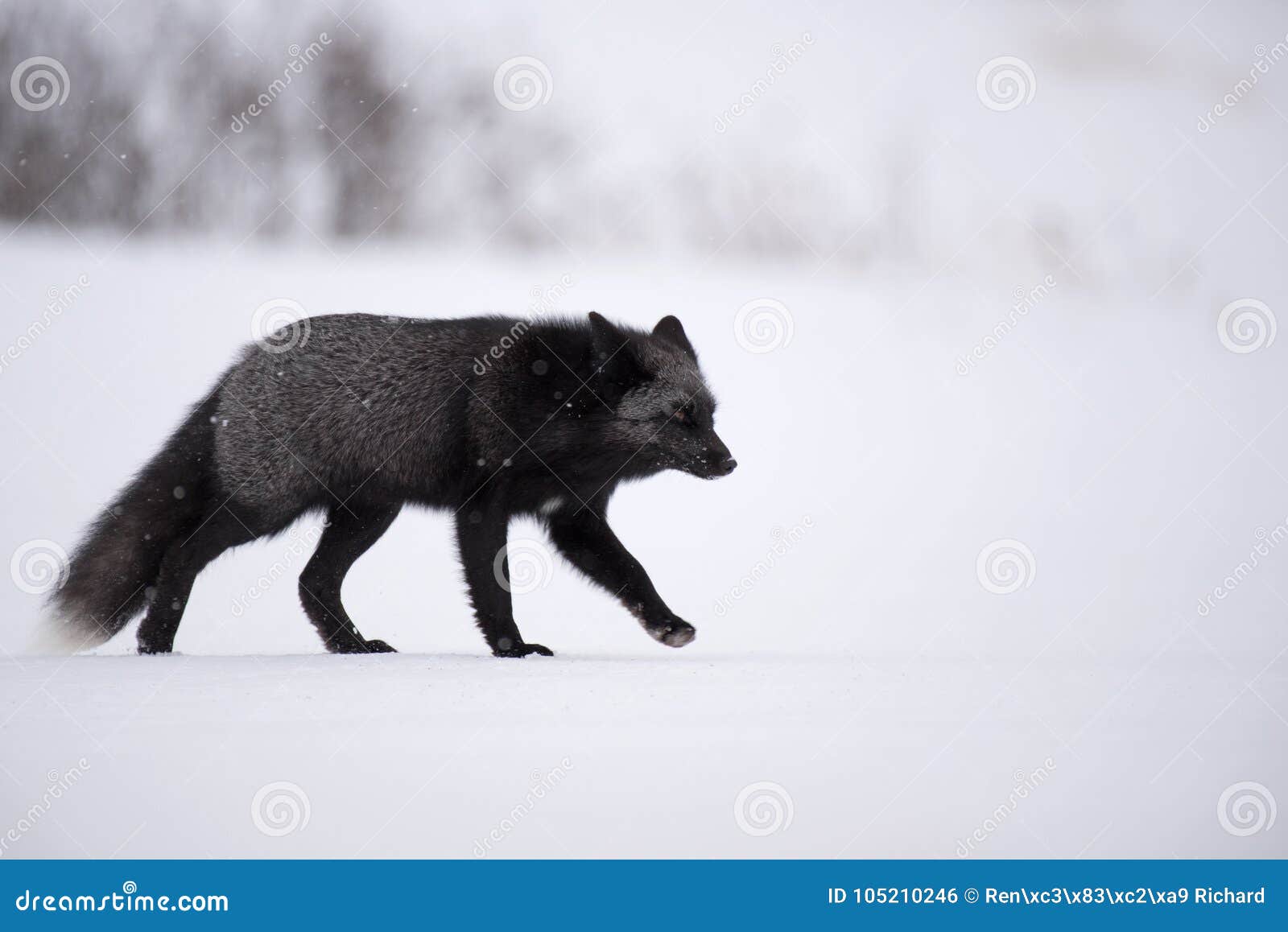 Silver fox on the move stock photo. Image of canada - 105210246