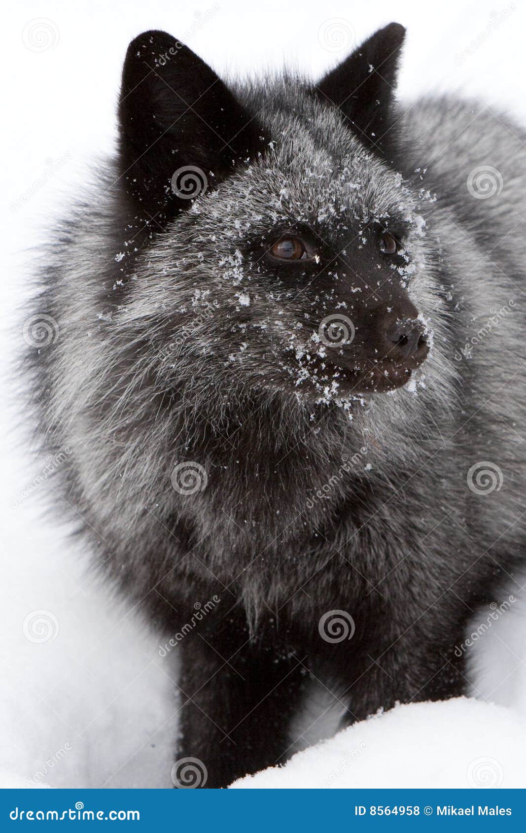 Silver Fox Portrait stock photo. Image of eyes, snow, ears - 8564958