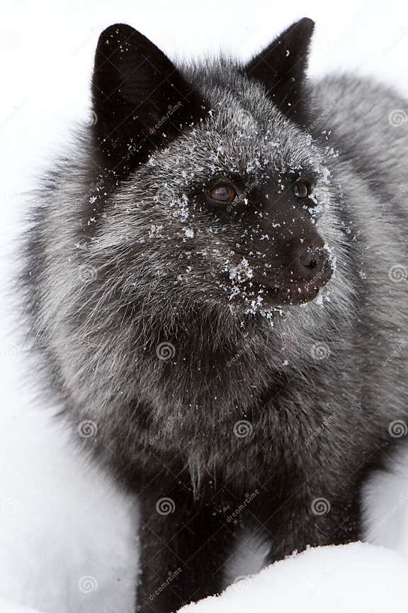 Silver Fox Portrait stock photo. Image of eyes, snow, ears - 8564958