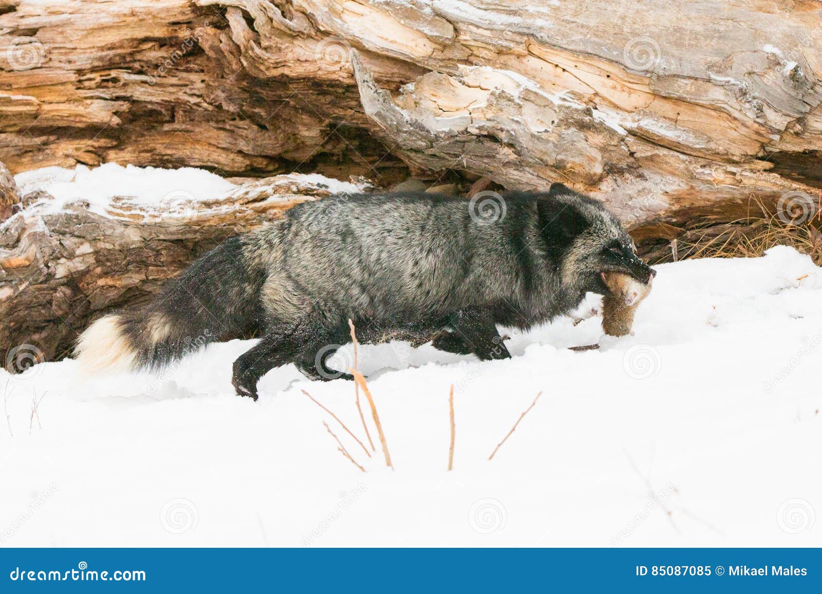 Silver fox with a rat stock image. Image of males, north - 85087085