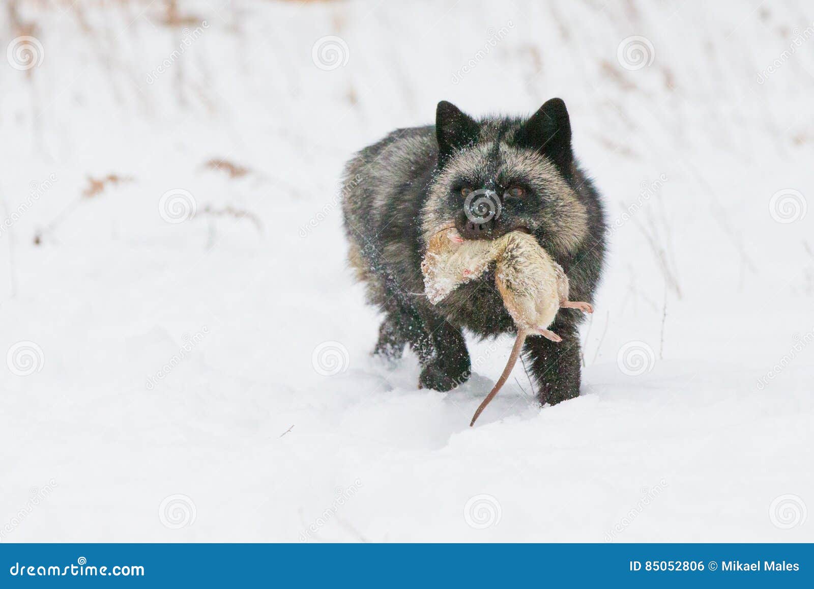 Silver fox with rat stock photo. Image of kits, tail - 85052806