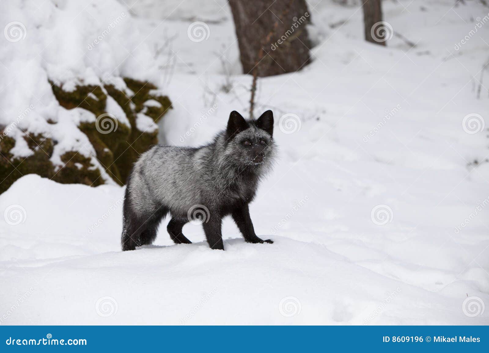 Silver Fox in Snow stock photo. Image of claws, silver - 8609196