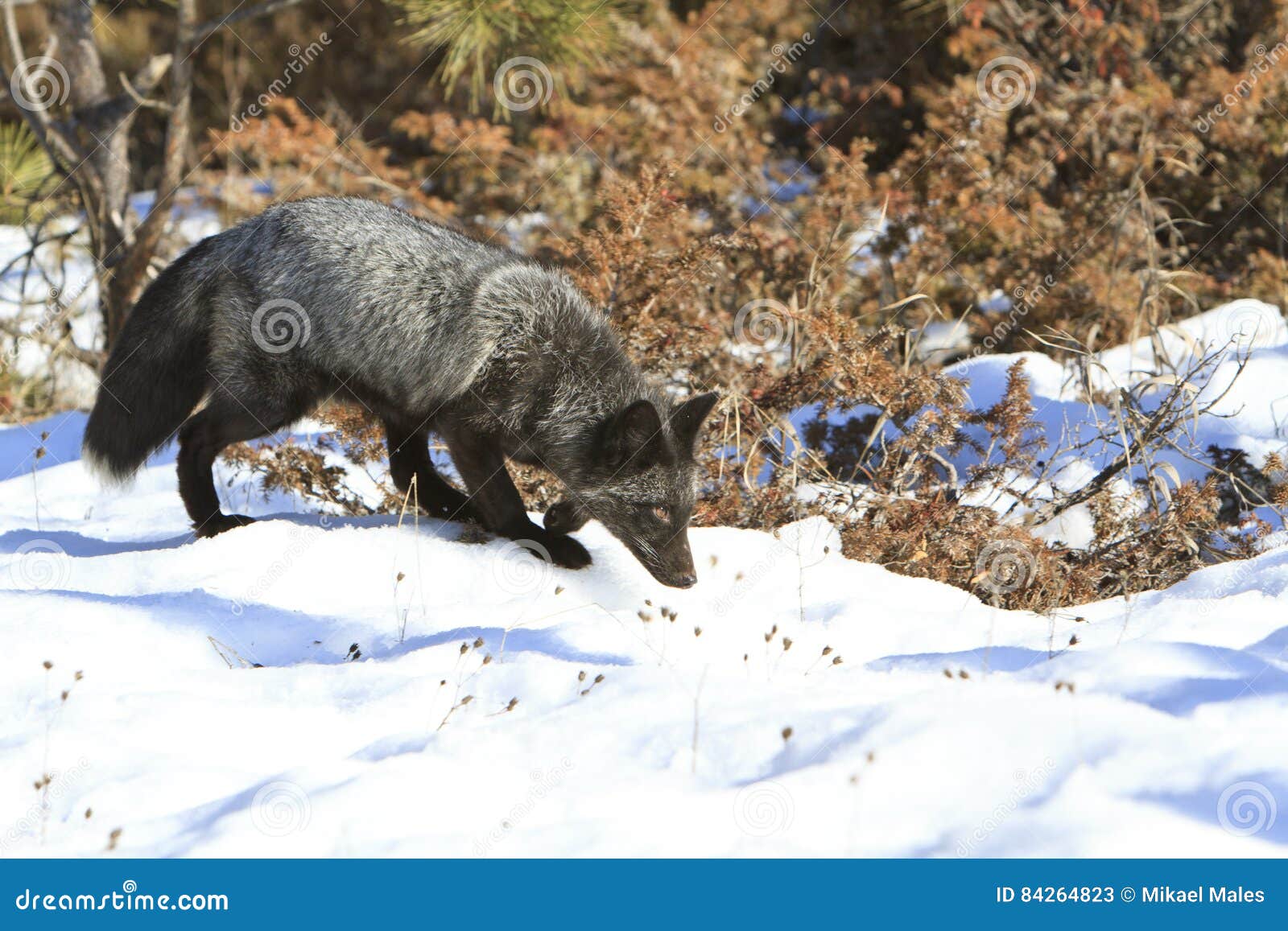 Silver fox in snow stock image. Image of north, kits - 84264823