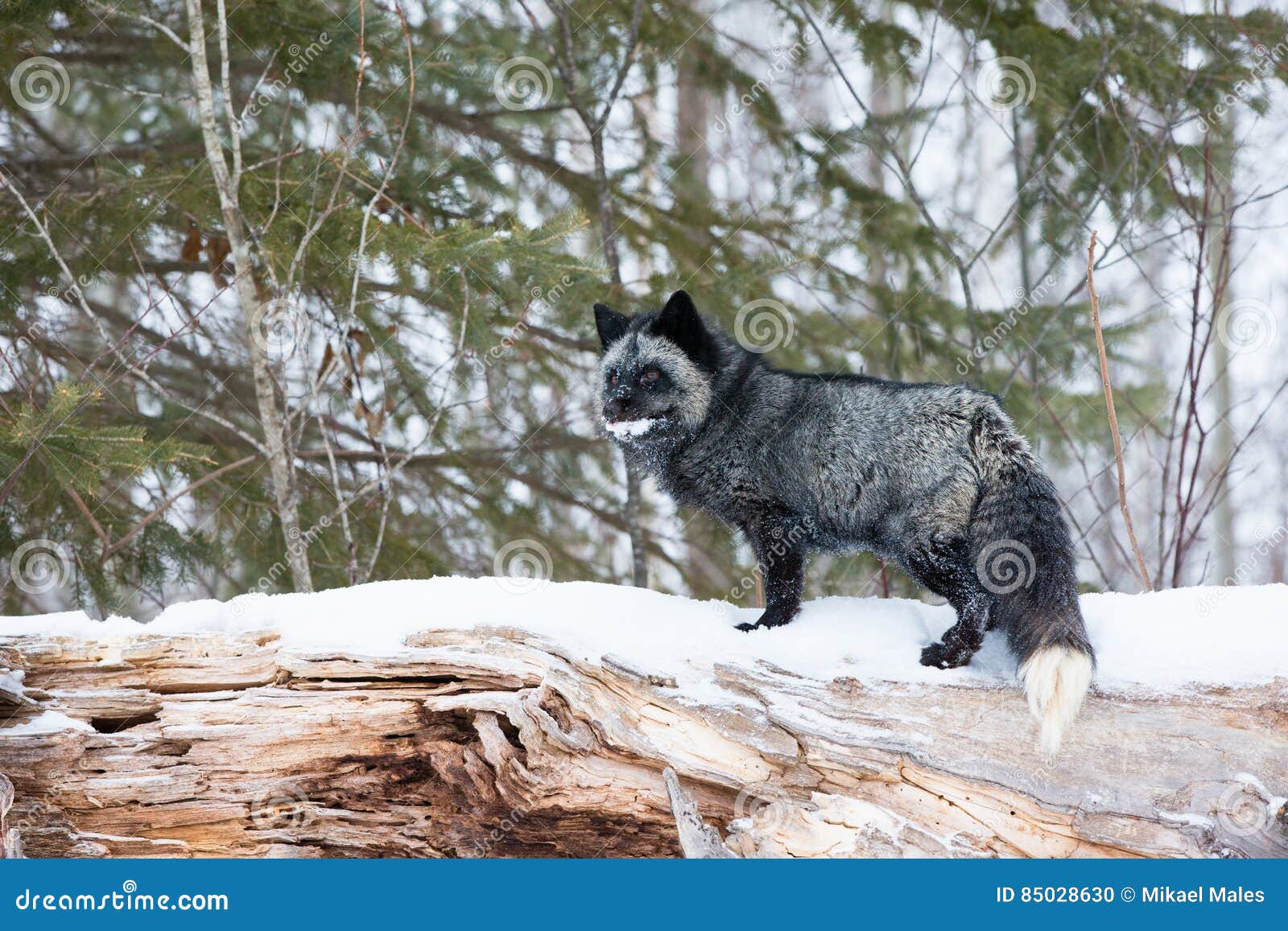 Silver fox standing on log stock photo. Image of wildlife - 85028630