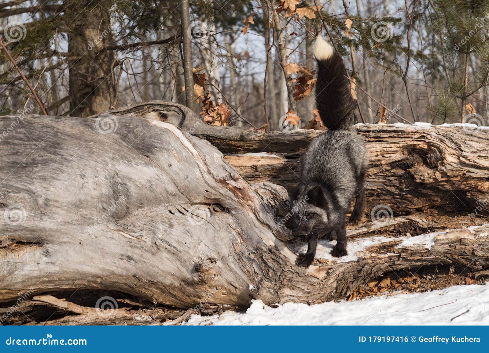 Silver Fox Vulpes Vulpes Climbs Down Off Log Winter Stock Photo - Image ...