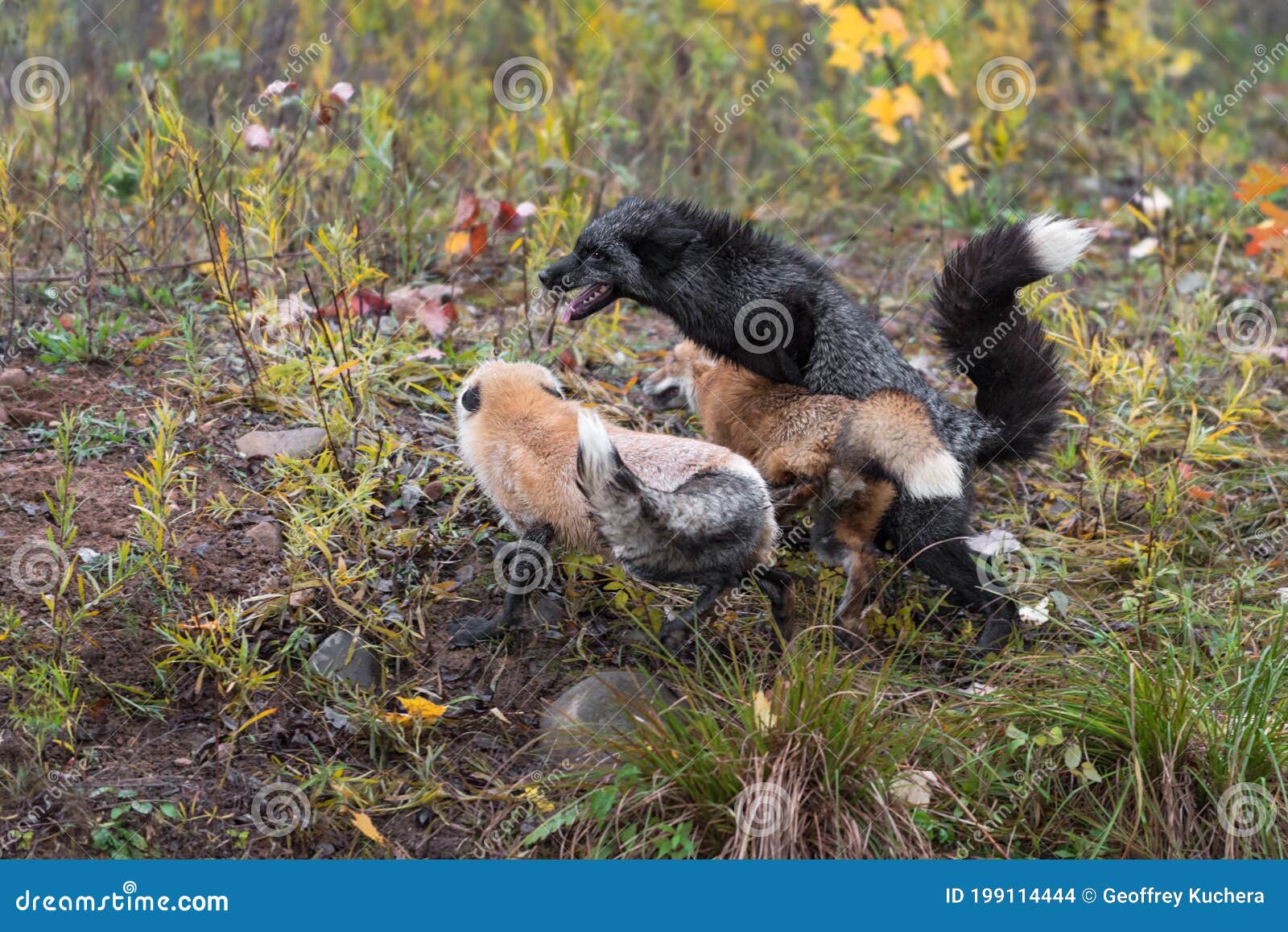 Silver Fox Vulpes Vulpes Jumps Over Red Autumn Stock Photo - Image of ...