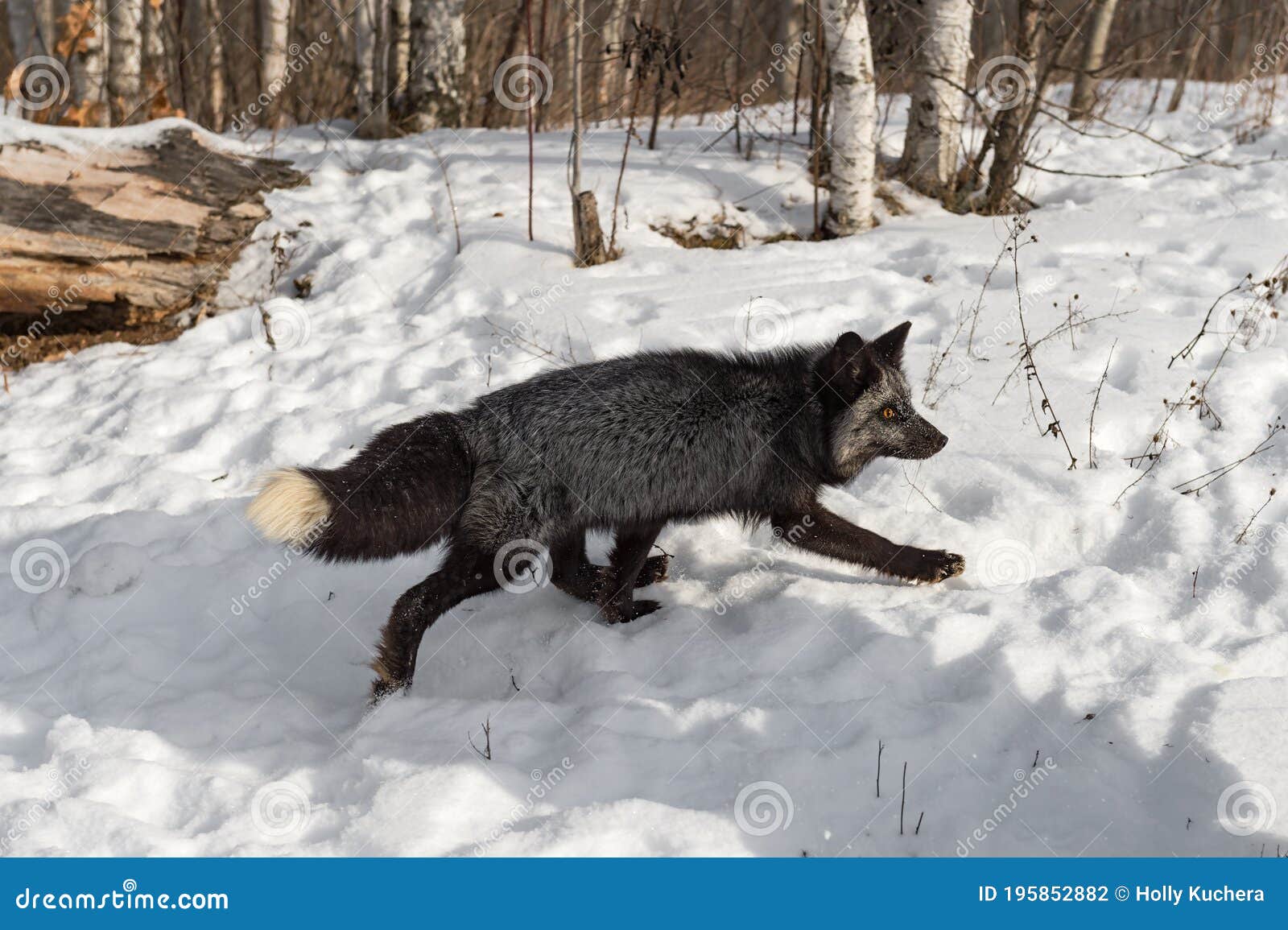 Silver Fox Vulpes Vulpes Steps Right through Snow Winter Stock Photo ...