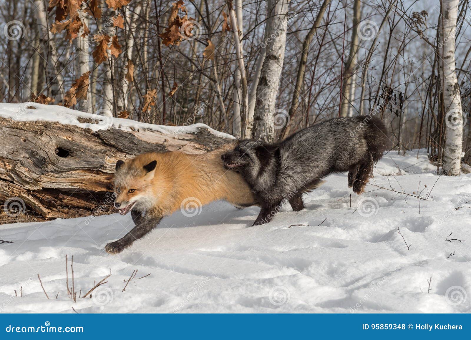 Silver Fox Vulpes Vulpes Chases after Amber Phase Red Fox Stock Photo ...