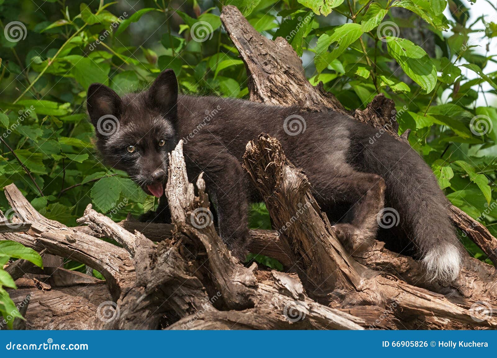 Silver Fox (Vulpes Vulpes) on Root Bundle Stock Photo - Image of ...