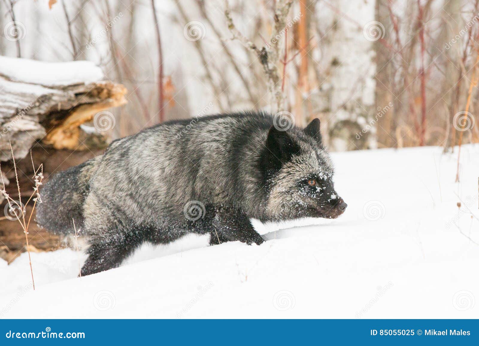 Silver fox in winter stock image. Image of predator, animals - 85055025