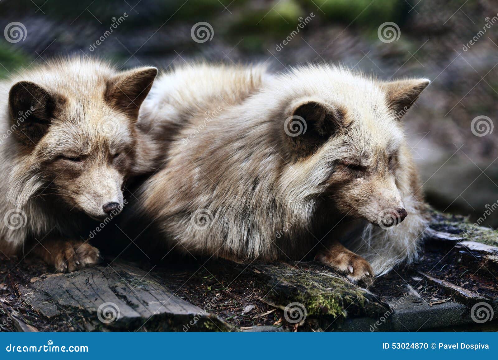 Silver foxes stock photo. Image of face, nature, line - 53024870