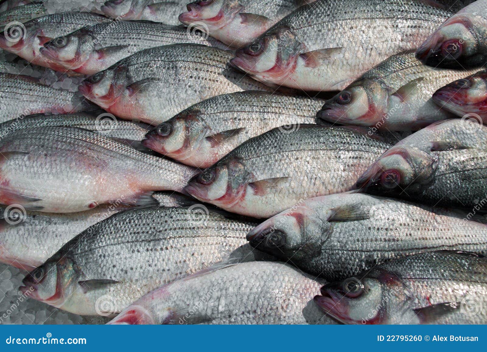 Silver fresh fish on ice stock photo. Image of head, sale - 22795260