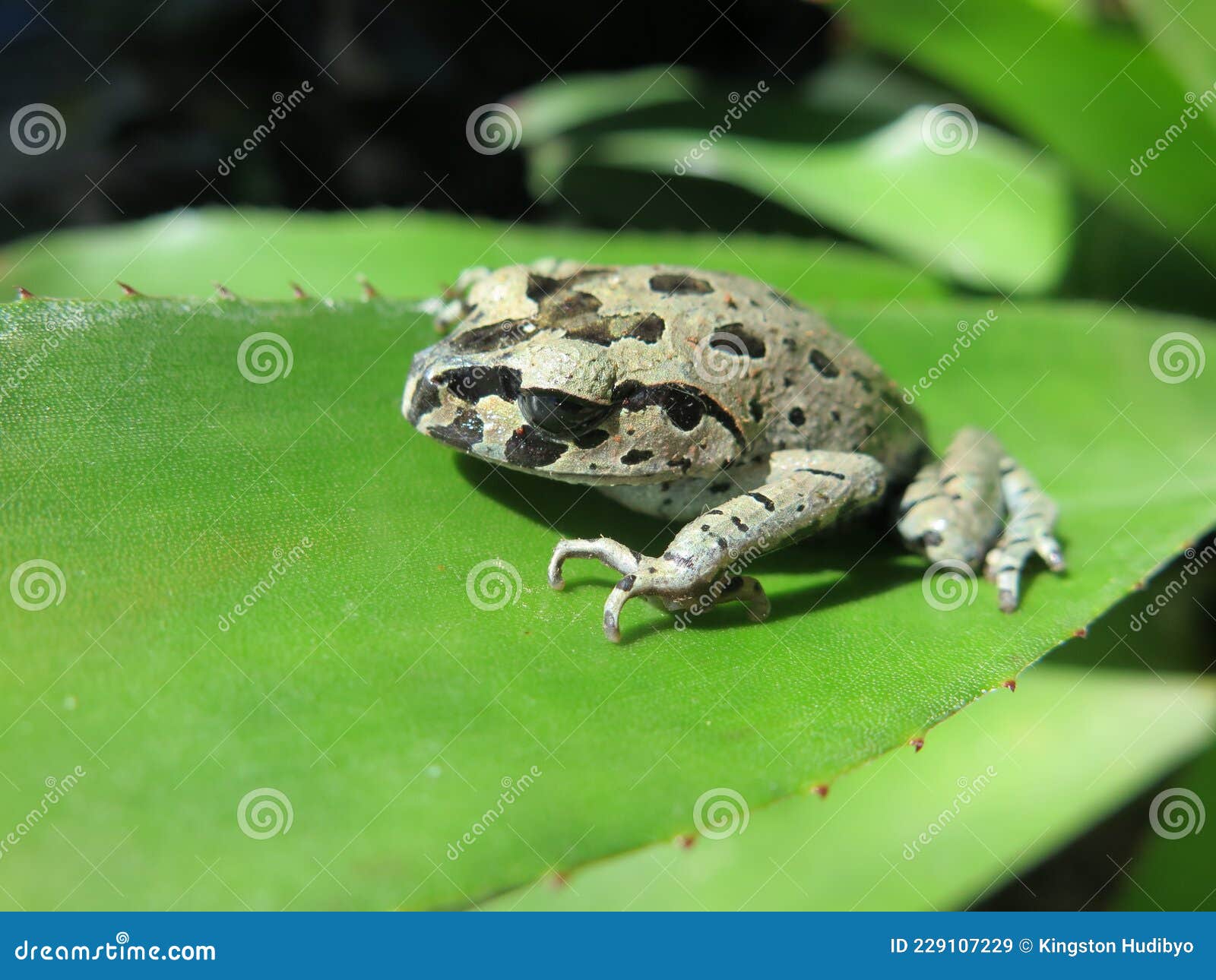 Silver Frog Toad Blue Eye Exotic Wildlife Stock Image - Image of ...
