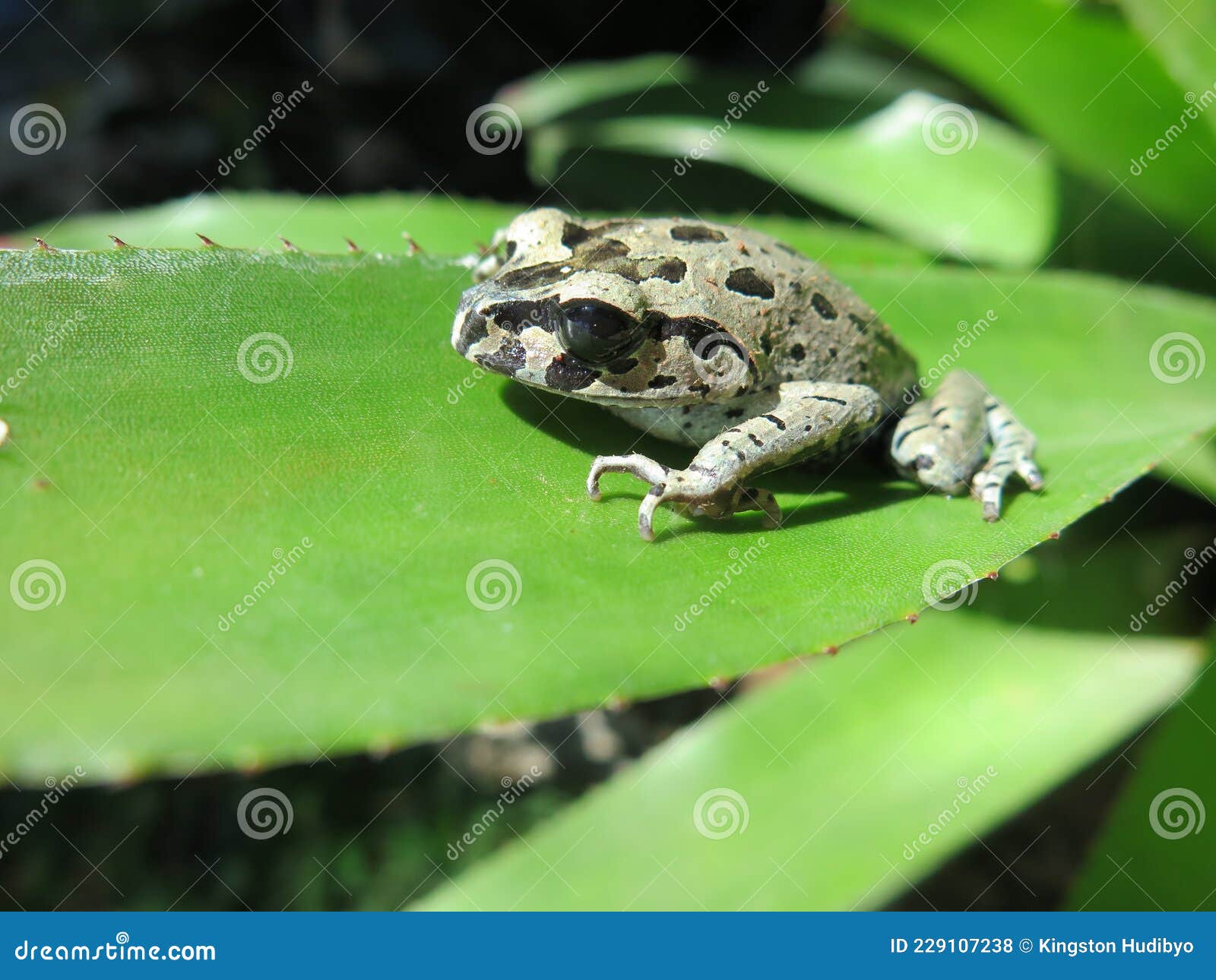 Silver Frog Toad Blue Eye Exotic Wildlife Stock Photo - Image of leaf ...