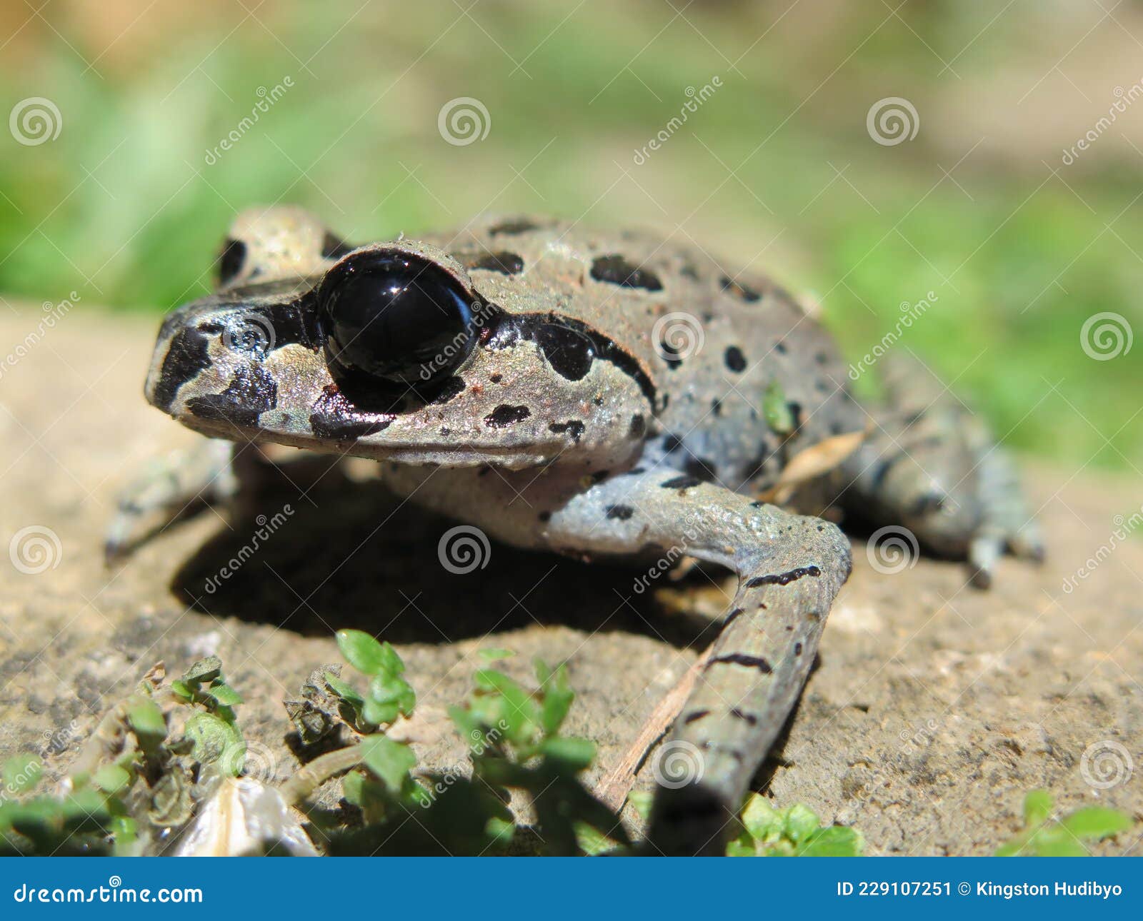 Silver Frog Toad Blue Eye Exotic Wildlife Stock Image - Image of animal ...