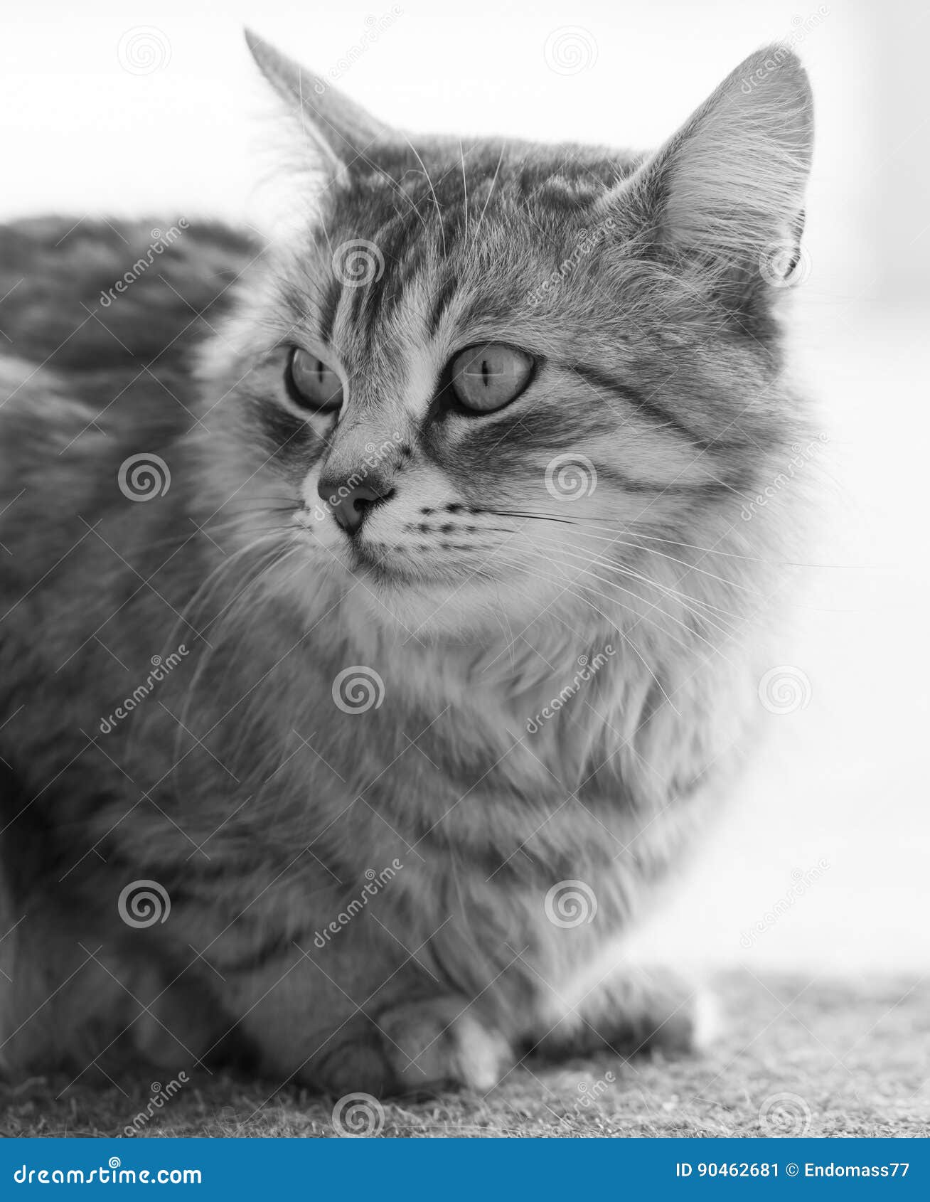 Silver Furry Cat of Siberian Breed at the Window Stock Image - Image of ...
