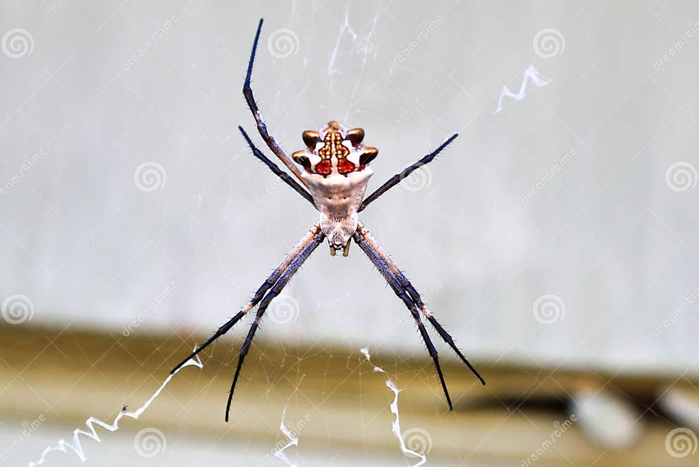 Silver Garden Spider Making Web Stock Photo - Image of spinning, creepy ...