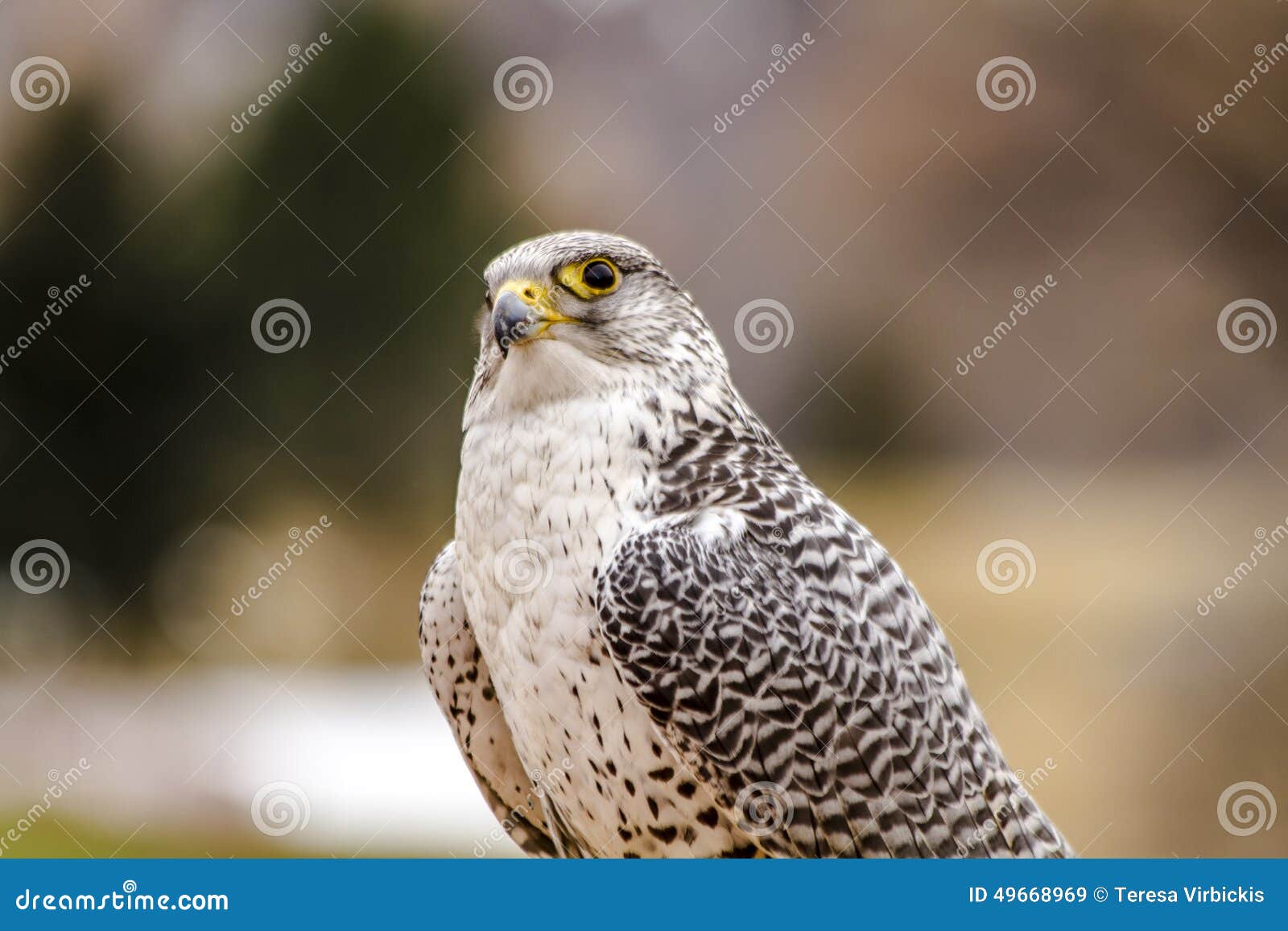 Silver Gerfalcon in WInter Setting Stock Image - Image of falconry ...