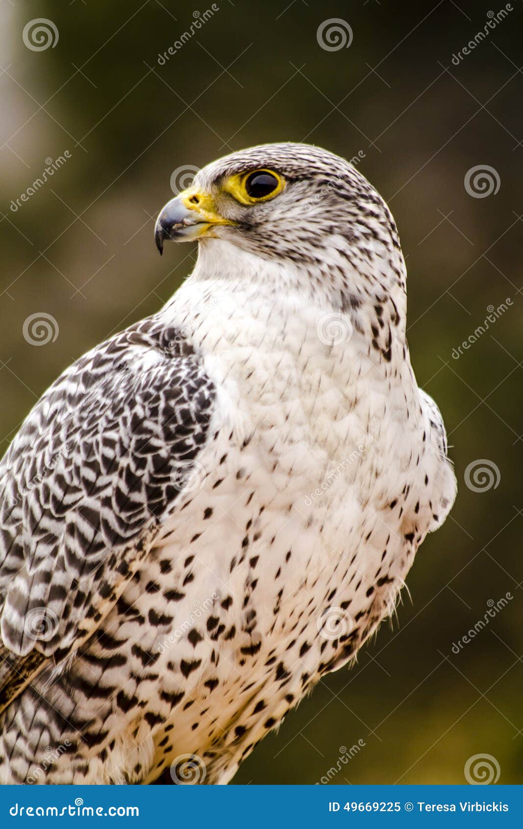 Silver Gerfalcon in WInter Setting Stock Image - Image of plumage ...