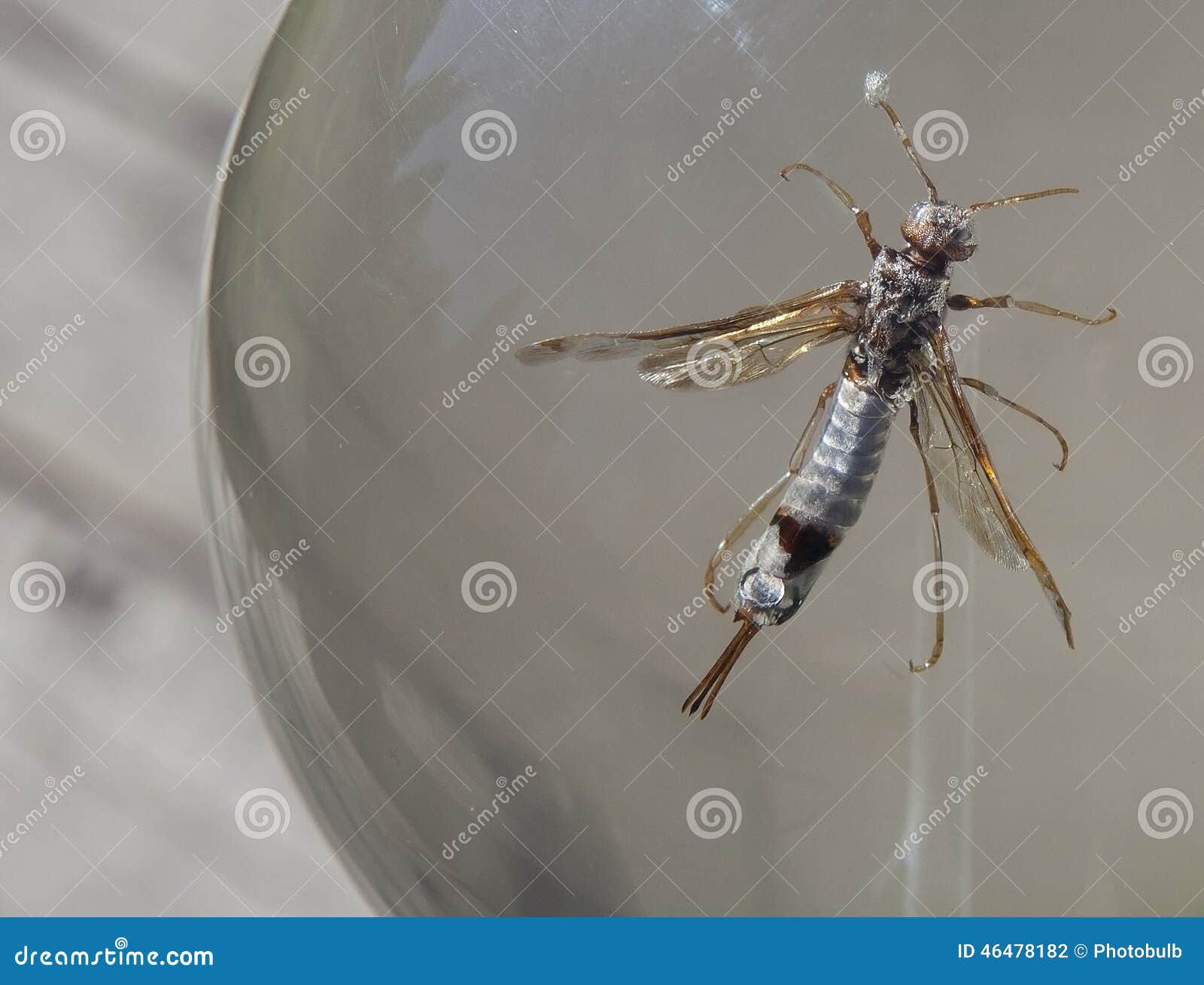 Silver and Gold Insect Embedded in Resin Stock Photo - Image of insect ...