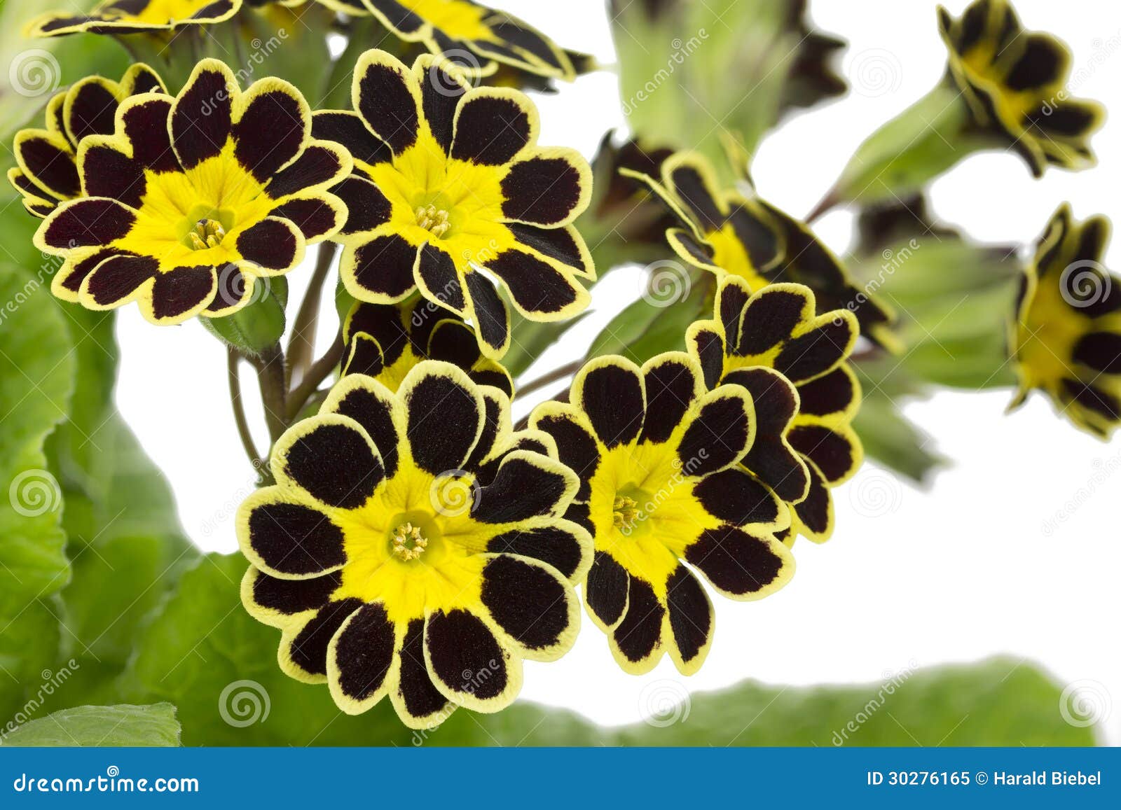 Silver and Gold-laced Primrose Stock Image - Image of leaves, nature ...