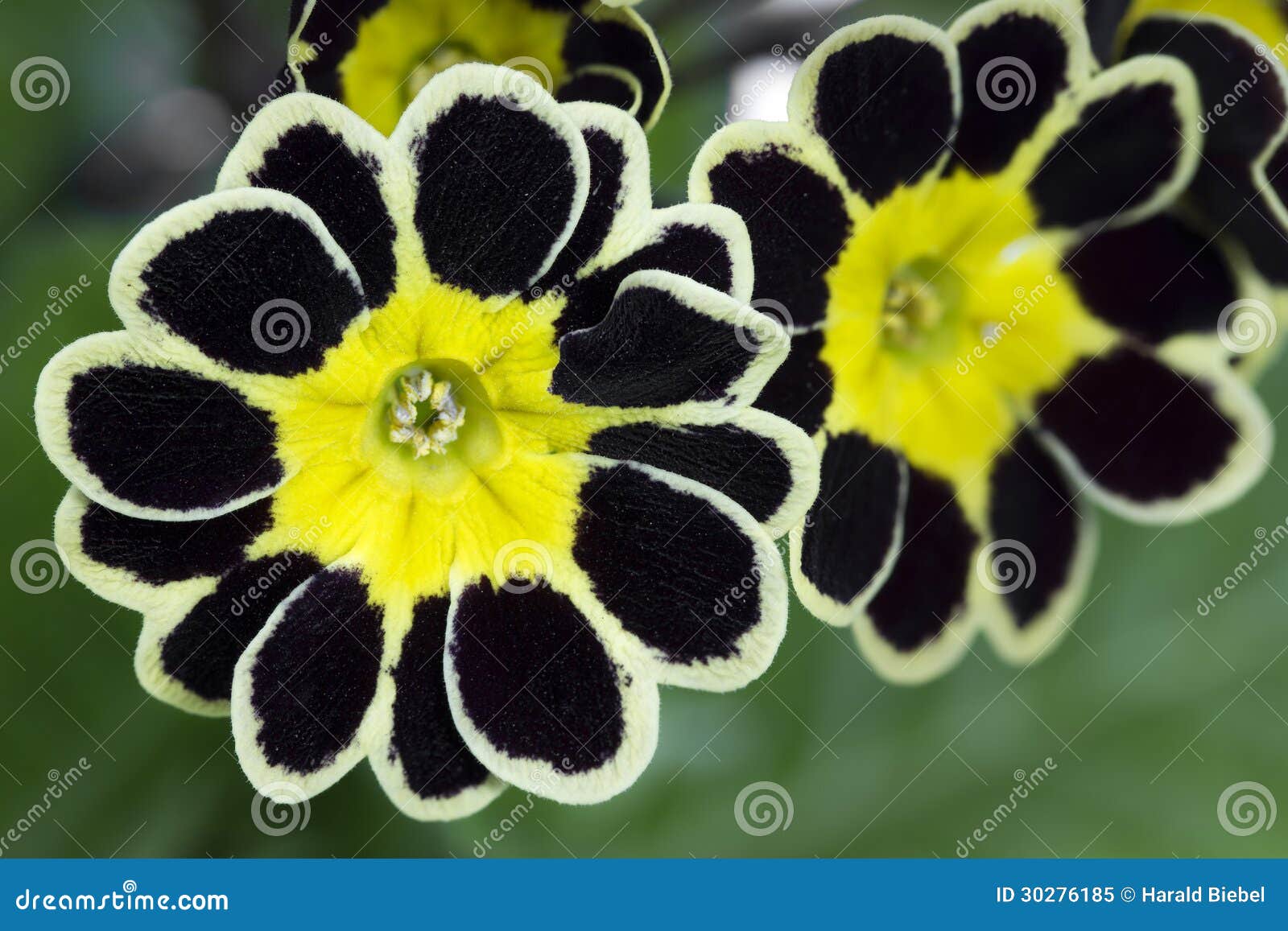 Silver and Gold-laced Primrose Closeup Stock Image - Image of black ...