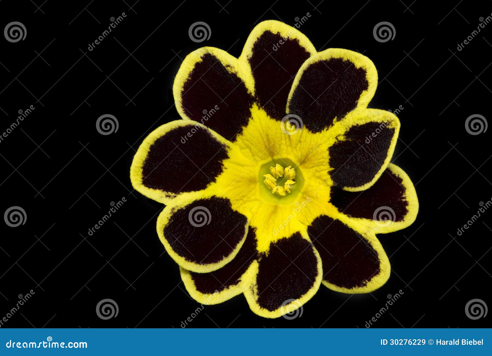 Silver and Gold-laced Primrose on Black Background Stock Image - Image ...