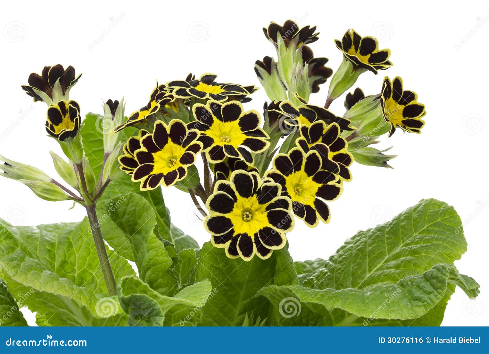 Silver and Gold-laced Primrose Stock Photo - Image of blooming, closeup ...