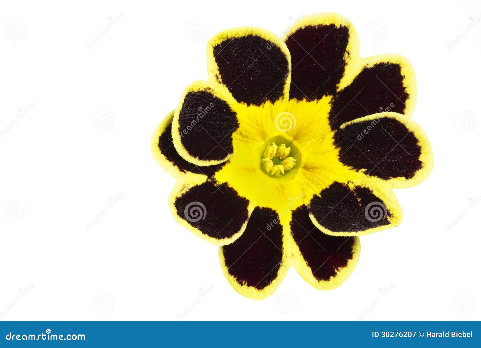 Silver and Gold-laced Primrose on White Stock Image - Image of black ...