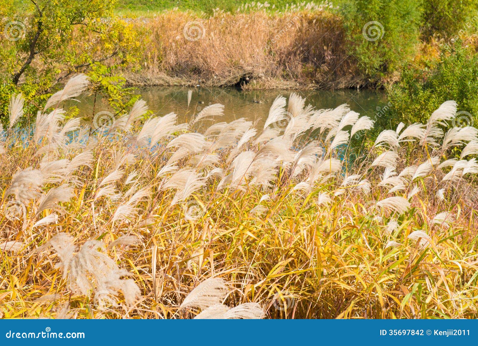 Silver Grass of a Riverside in Autumn Stock Photo - Image of fall ...