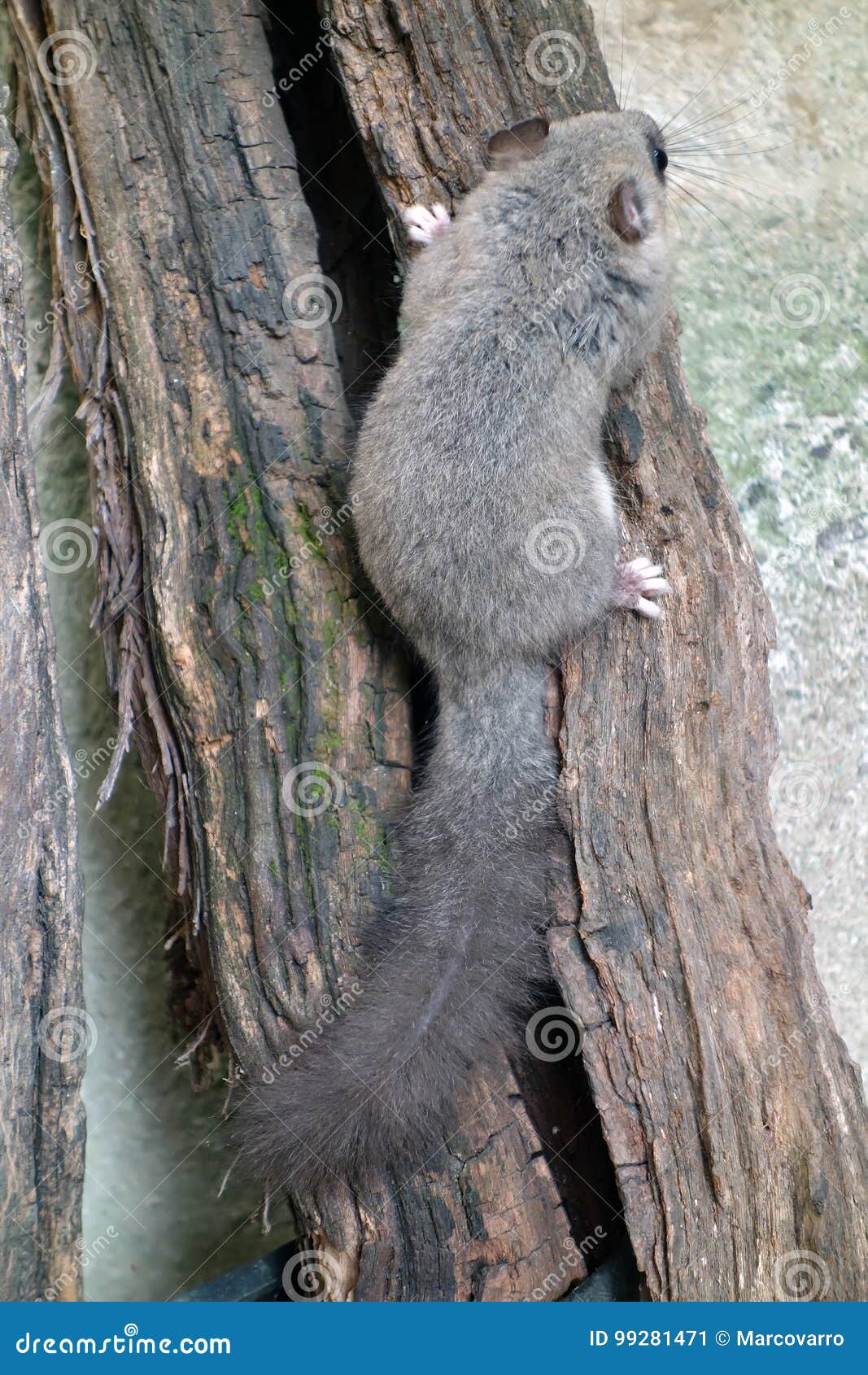 Silver-grey Glis Glis stock image. Image of pest, dormouse - 99281471