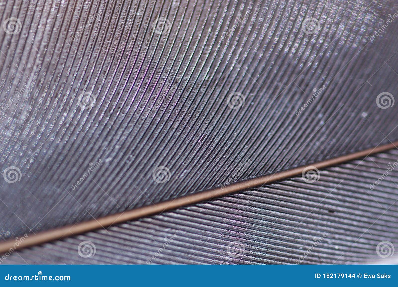 Silver Grey Gold Pigeon Feather Texture Macro Stock Photo - Image of ...