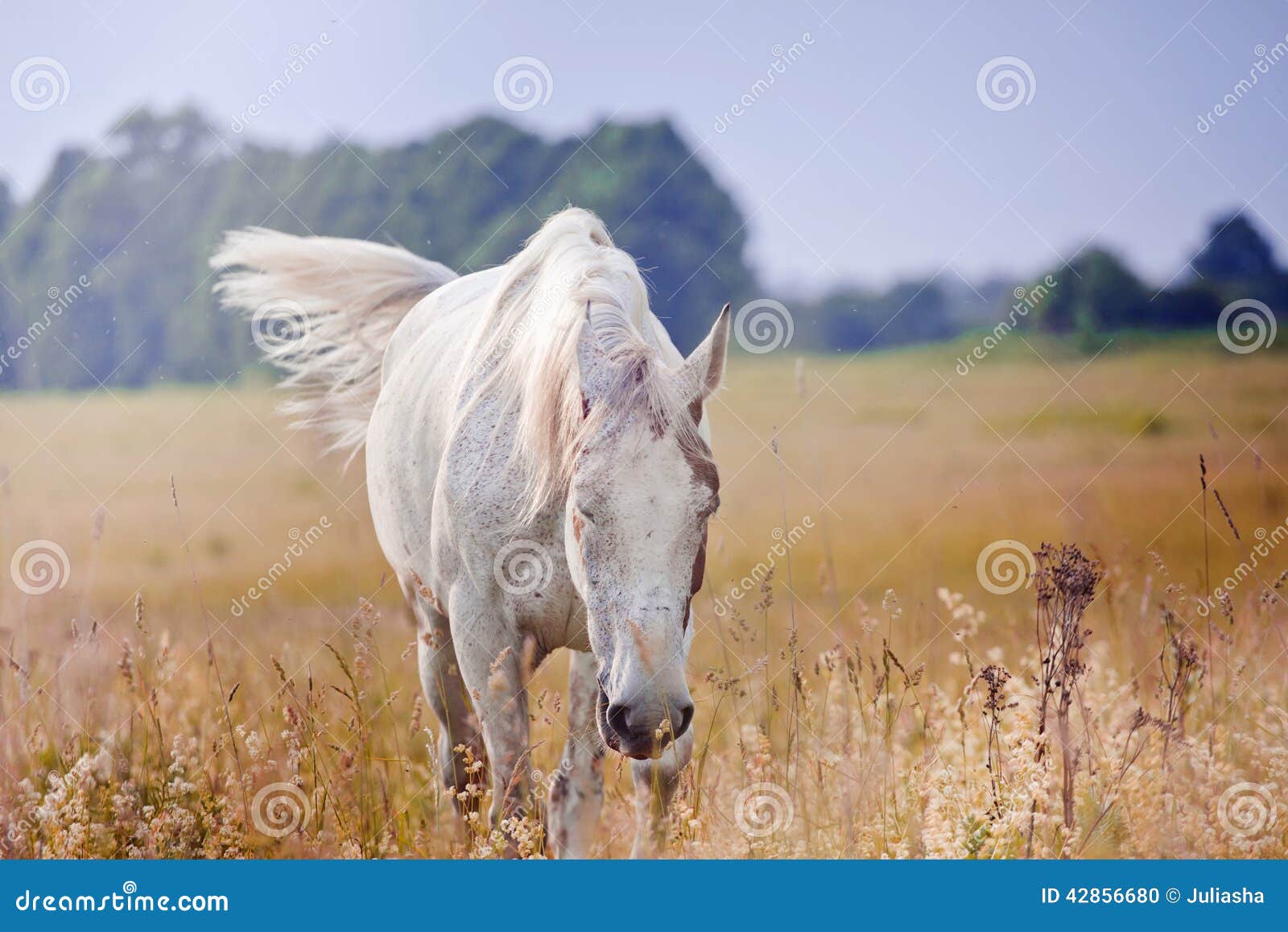Silver Grey stallion stock photo. Image of europe, wildlife - 42856680
