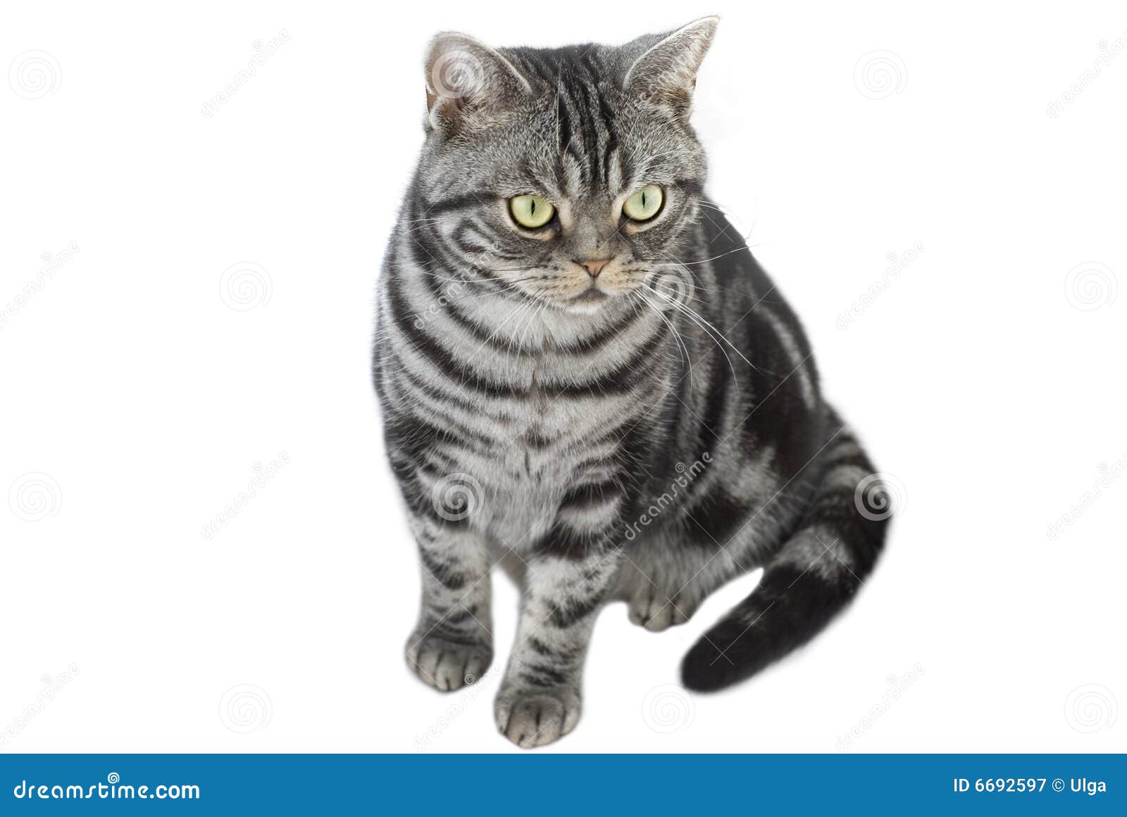 Grey Tabby Cat And Ancient Greek Ruins, Delphi, Greece Stock Image ...