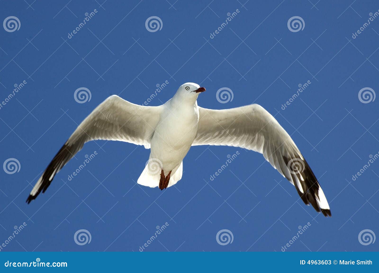 Silver Gull 01 stock image. Image of soaring, blue, seabird - 4963603