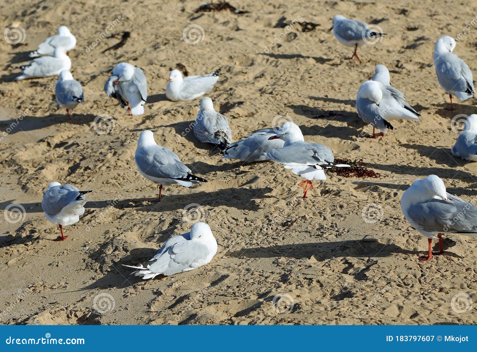 Silver gull stock image. Image of view, beak, wild, parrot - 183797607