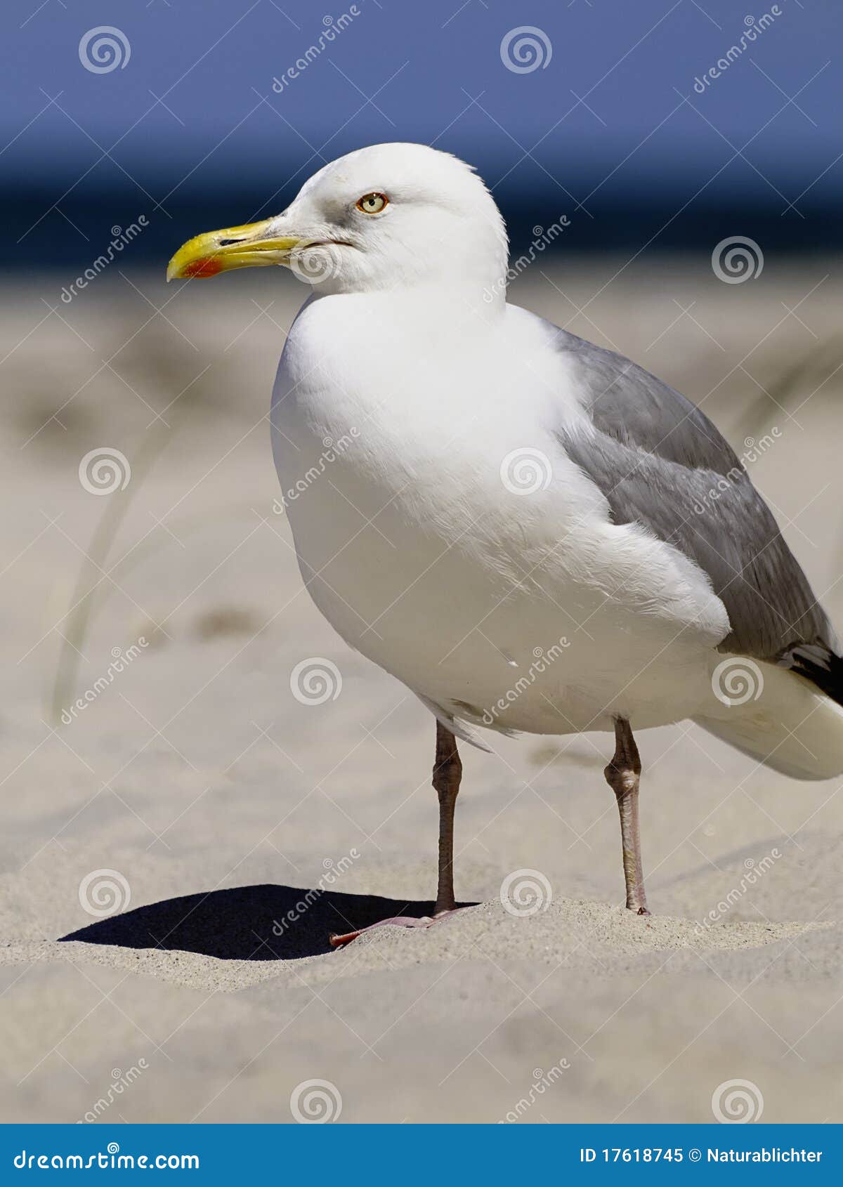 Silver gull on beach stock image. Image of animal, closeup - 17618745