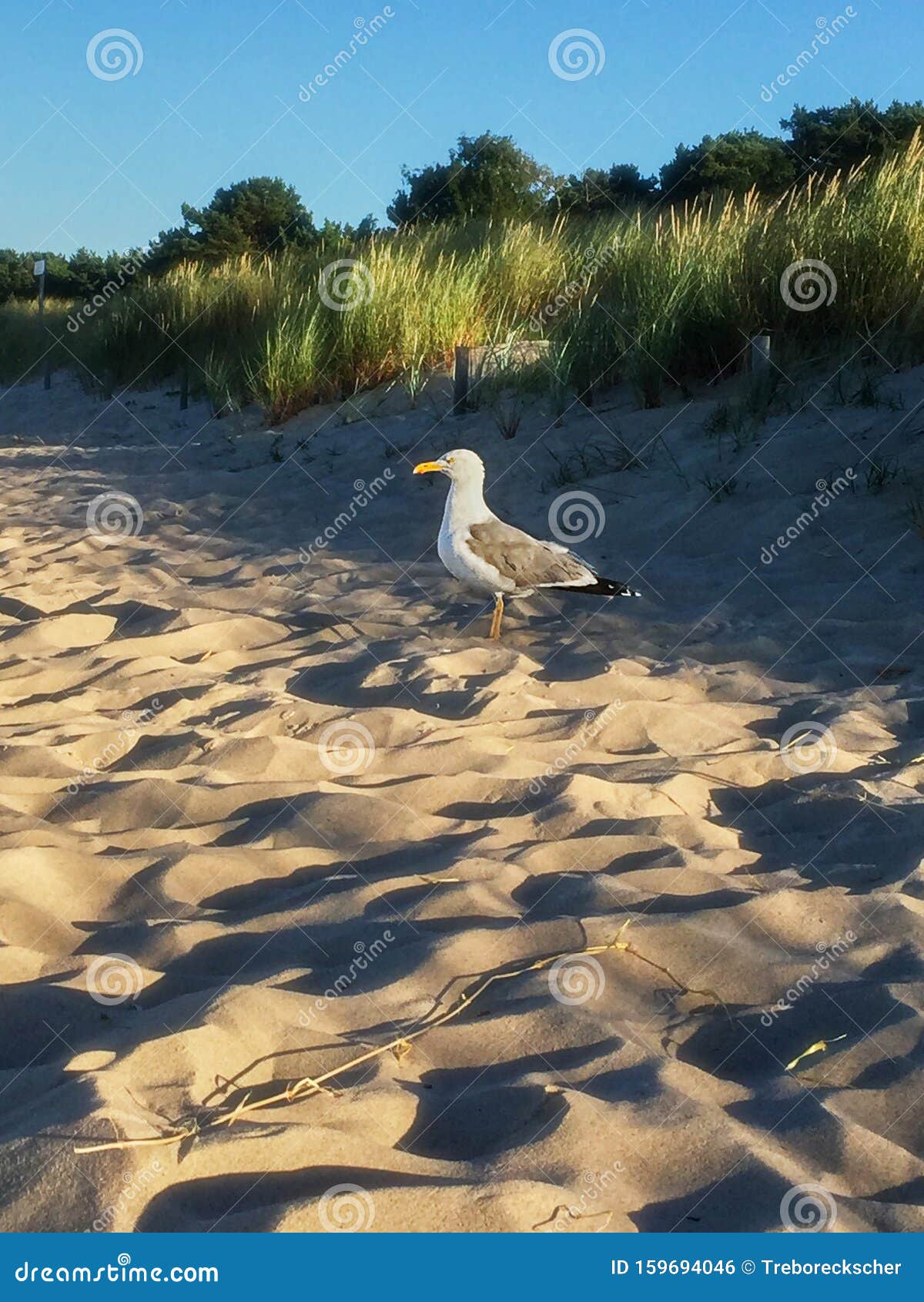 Silver Gull on the Beach in Front of Dune Grass Stock Photo - Image of ...