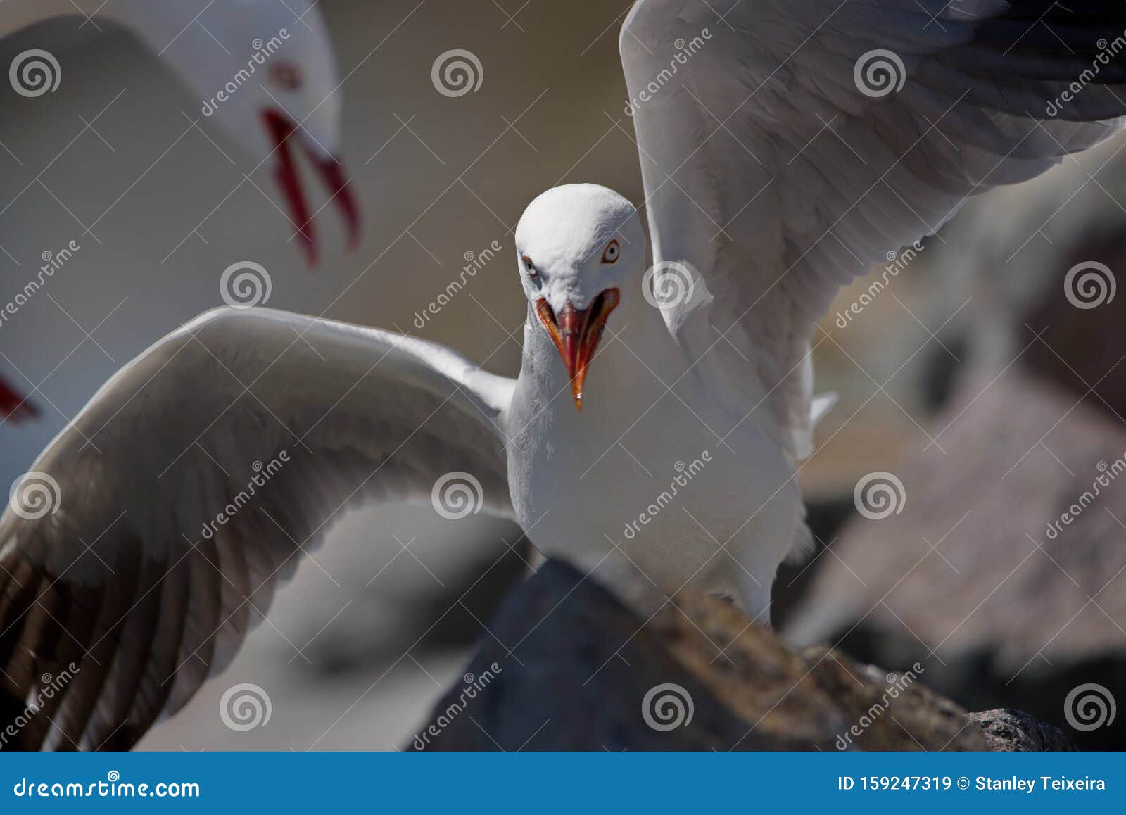 Silver Gull fighting stock image. Image of rocks, wildlife - 159247319