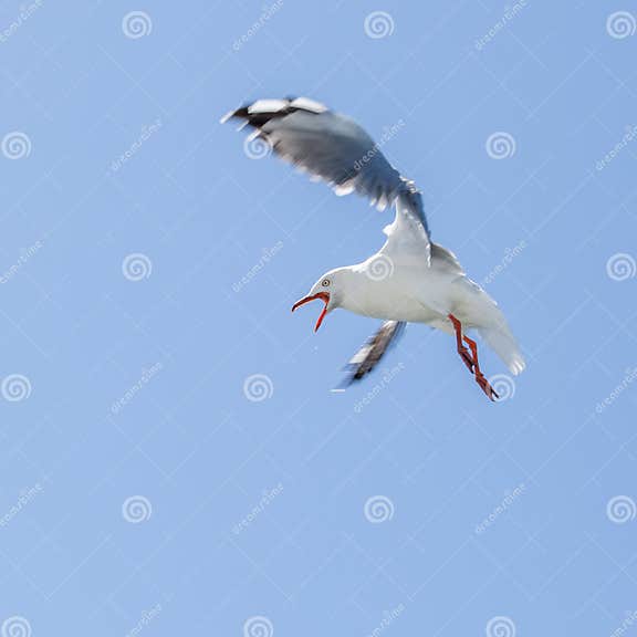 Silver gull stock image. Image of seagull, nature, australia - 49952373