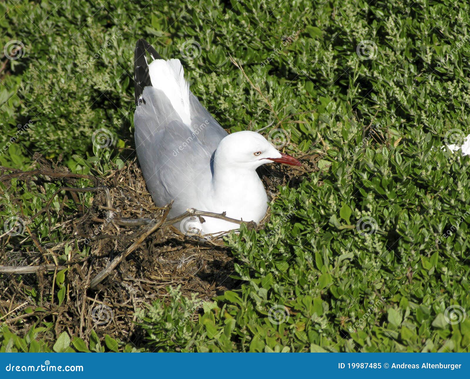 Silver gull on nest stock image. Image of novaehollandiae - 19987485