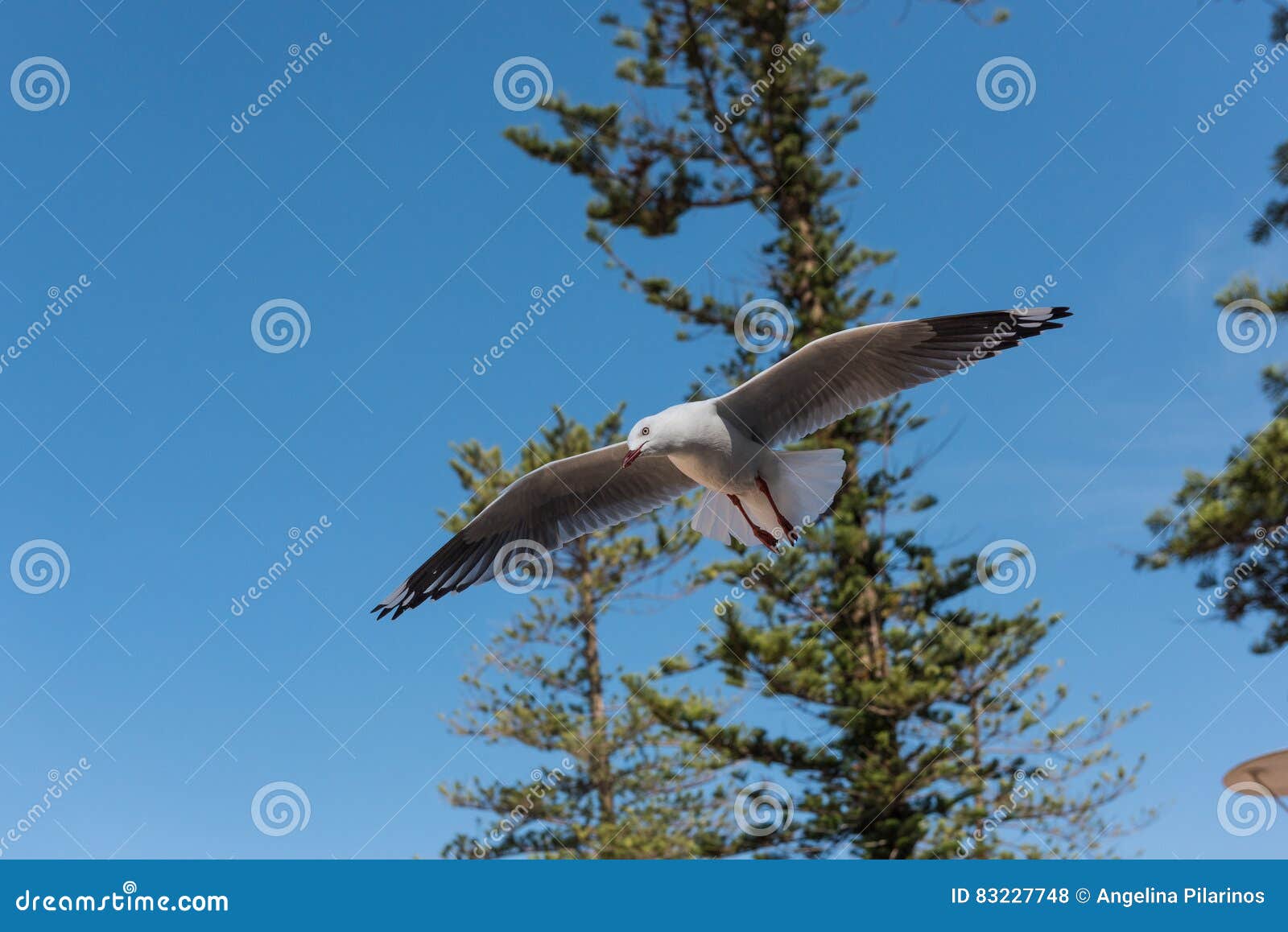 Silver Gull Seagull Flying in Sydney, Australia Stock Photo - Image of ...